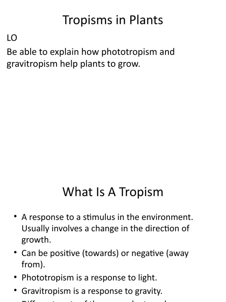 Tropisms in Plants: LO Be Able To Explain How Phototropism and ...