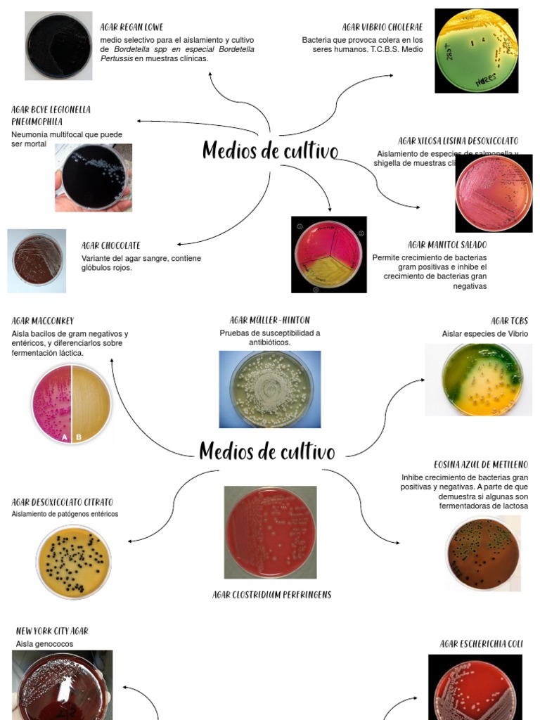 Medios de Cultivo Mapa Mental | PDF | Medicina CLINICA | Microscopía