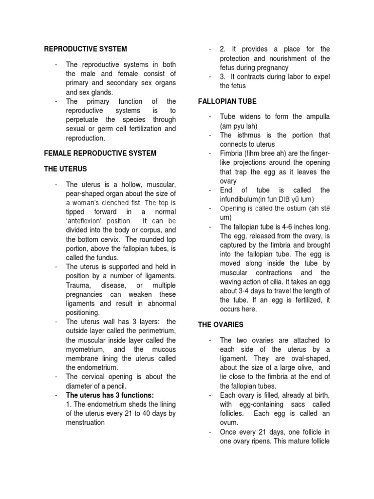 Reproductive System Reviewer | PDF | Uterus | Labia