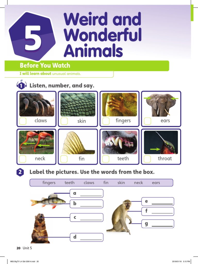 Weird and Wonderful Animals: Before You Watch | PDF | Lizard | Zoology