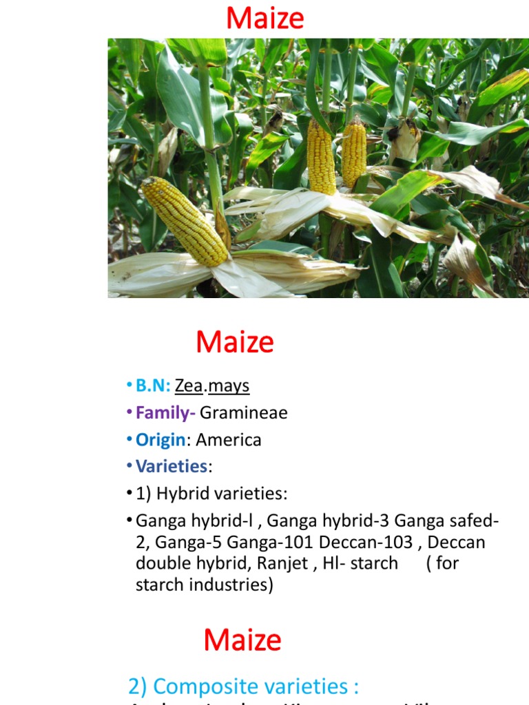 Lecture 15 Maize | PDF | Maize | Sowing