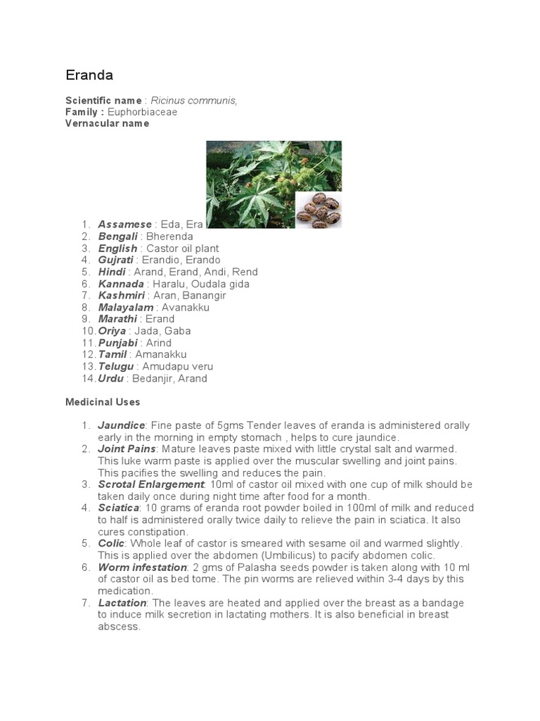 Eranda: Scientific Name: Ricinus Communis, Family: Euphorbiaceae ...