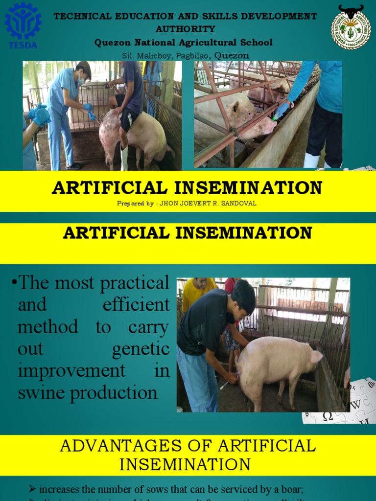 Advantages of Artificial Insemination in Swine | PDF | Wild Boar | Pig