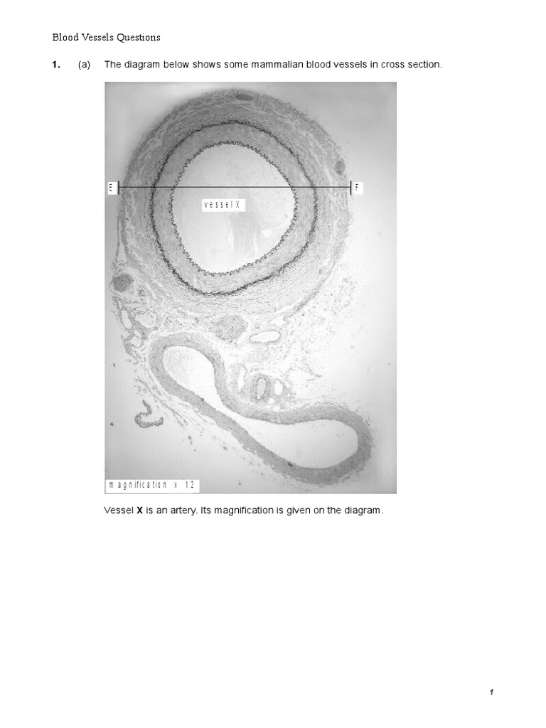 Mammalian Blood Vessels Exam Questions | PDF | Vein | Capillary