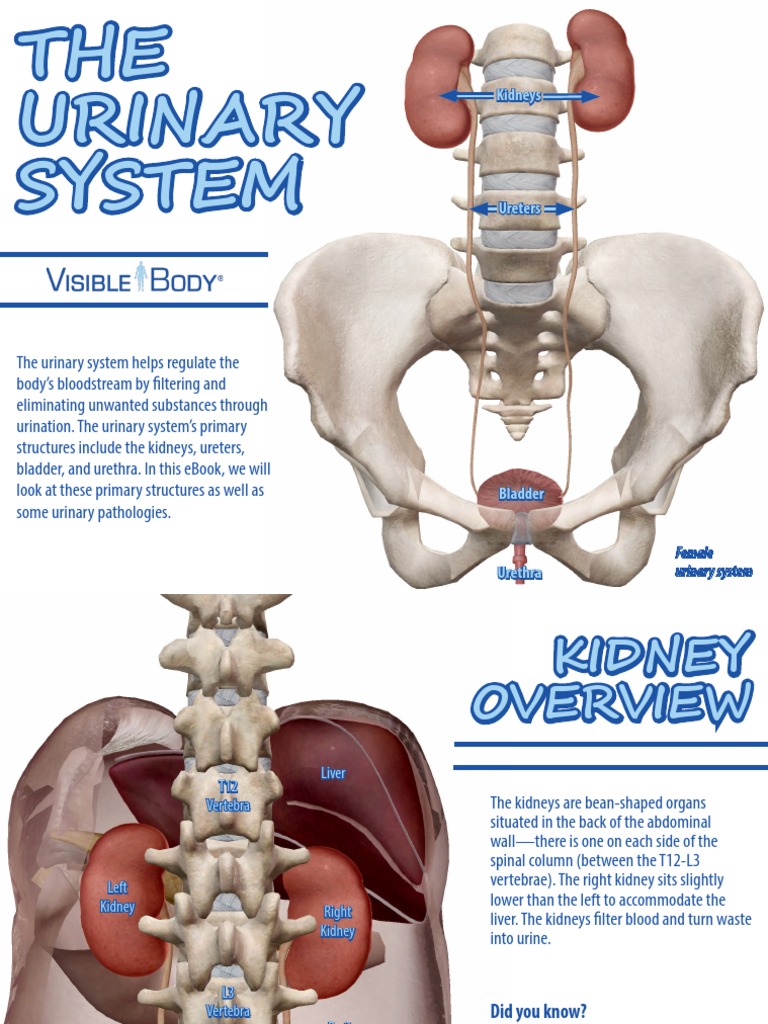 Overview of the Urinary System | PDF | Kidney | Urinary System