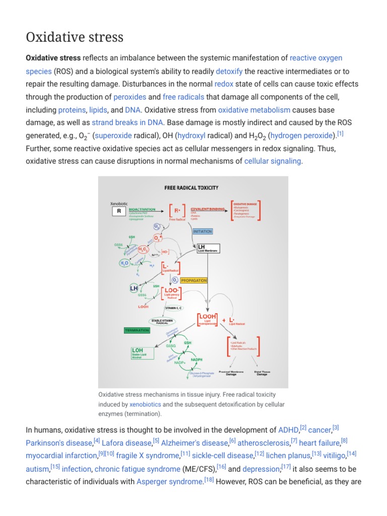 Oxidative Stress - Wikipedia | PDF | Oxidative Stress | Reactive Oxygen ...