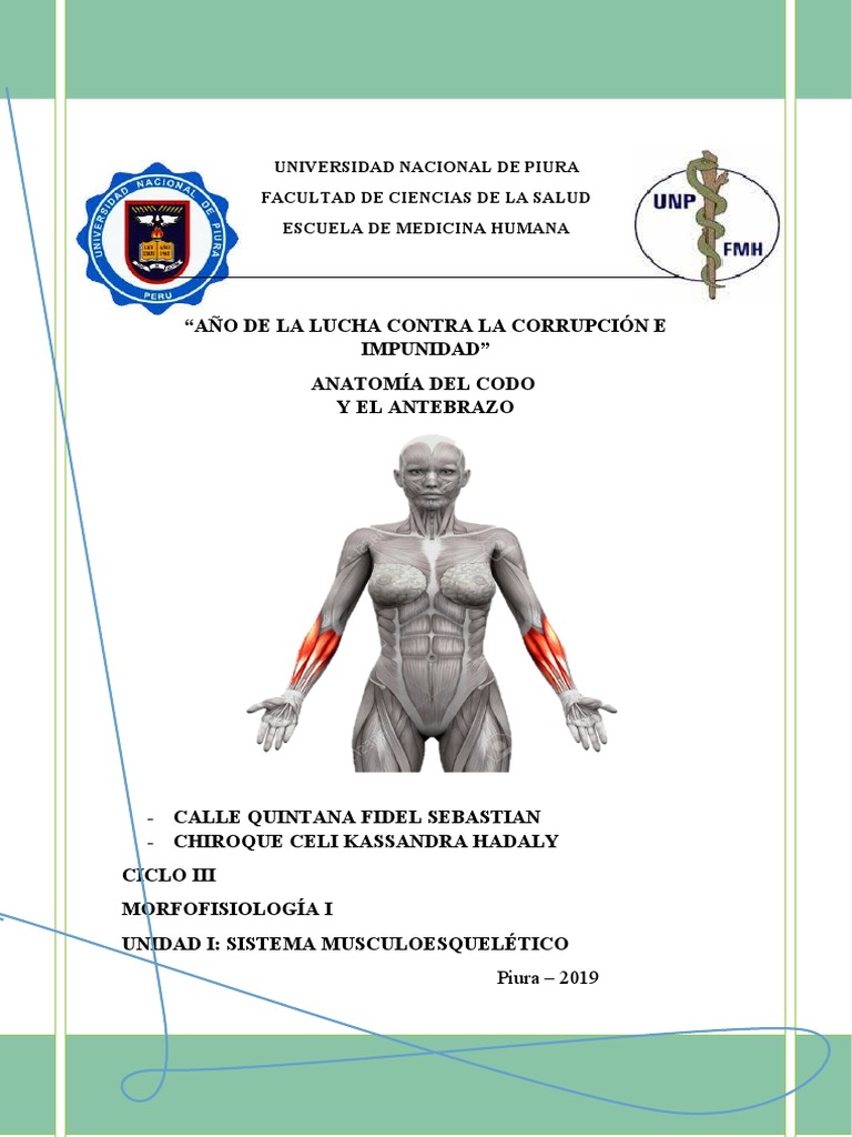 Anatomia de Codo y Antebrazo | PDF | Codo | Articulación