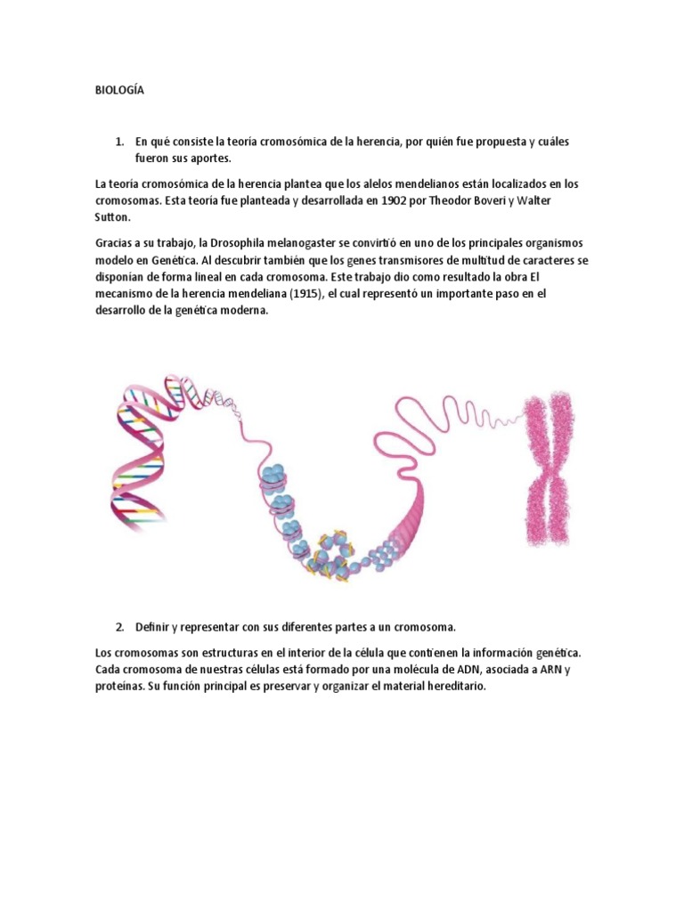 Cromosomas y Cariotipo Humano | PDF | Cromosoma | Gene