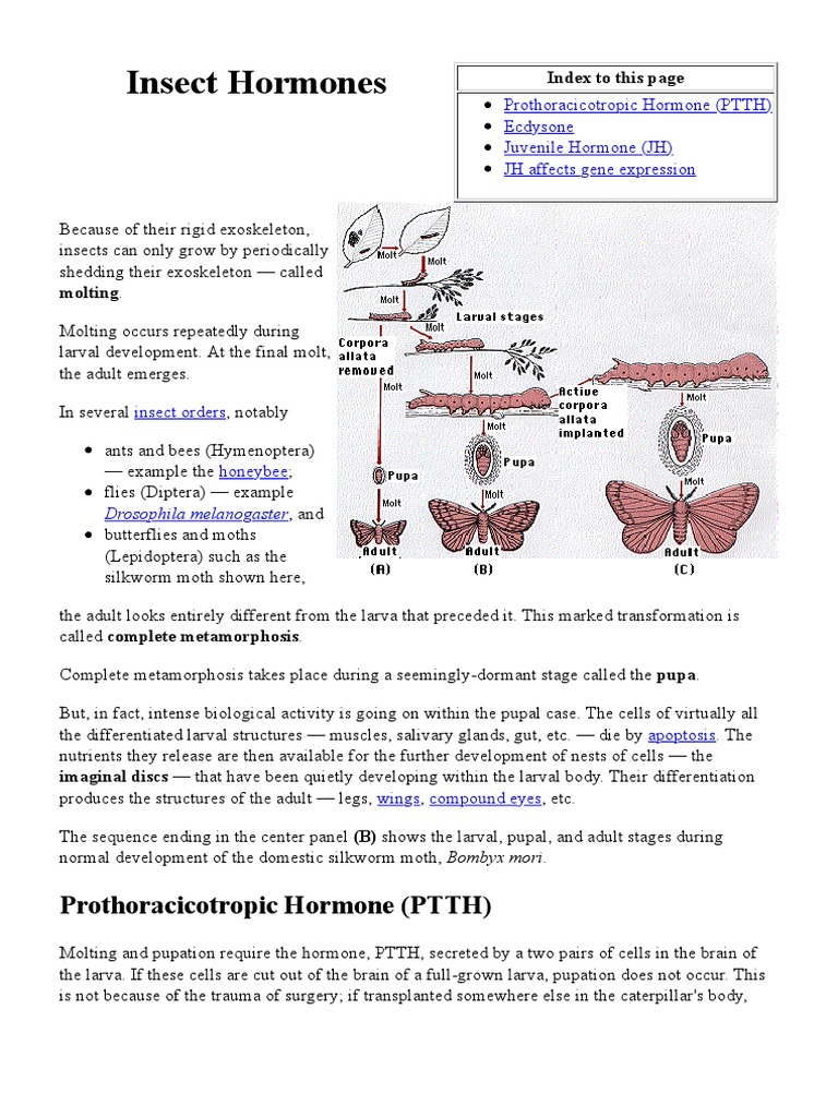 Insect Hormones: Prothoracicotropic Hormone (PTTH) | PDF | Pupa | Hexapoda