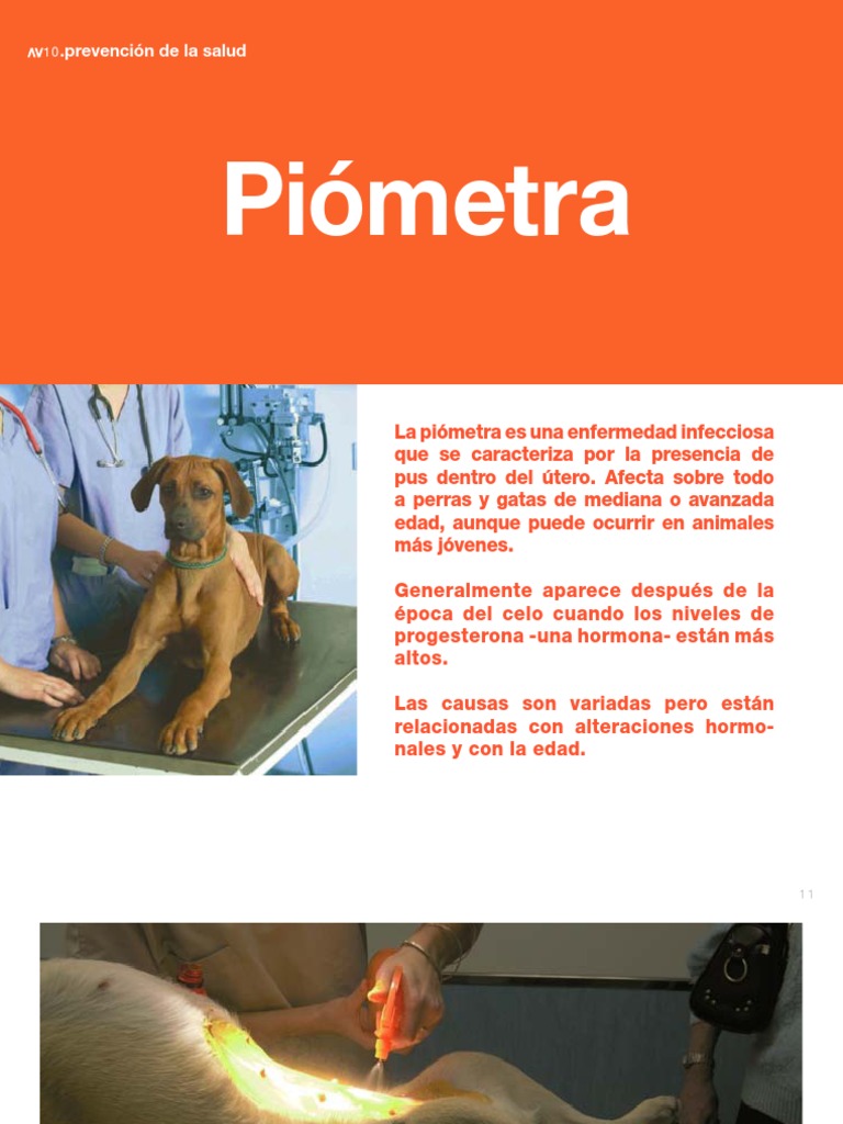 11 Piómetra | Especialidades Medicas | Enfermedades y trastornos