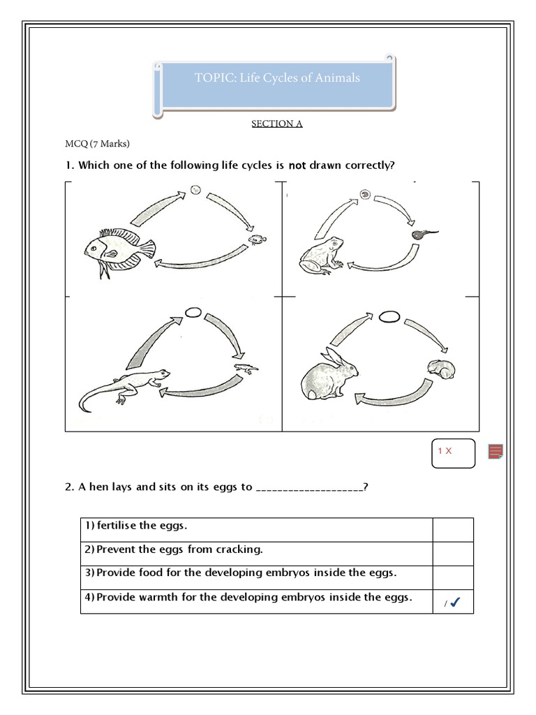 Life Cycles of Animals Exercise | PDF | Egg | Chicken
