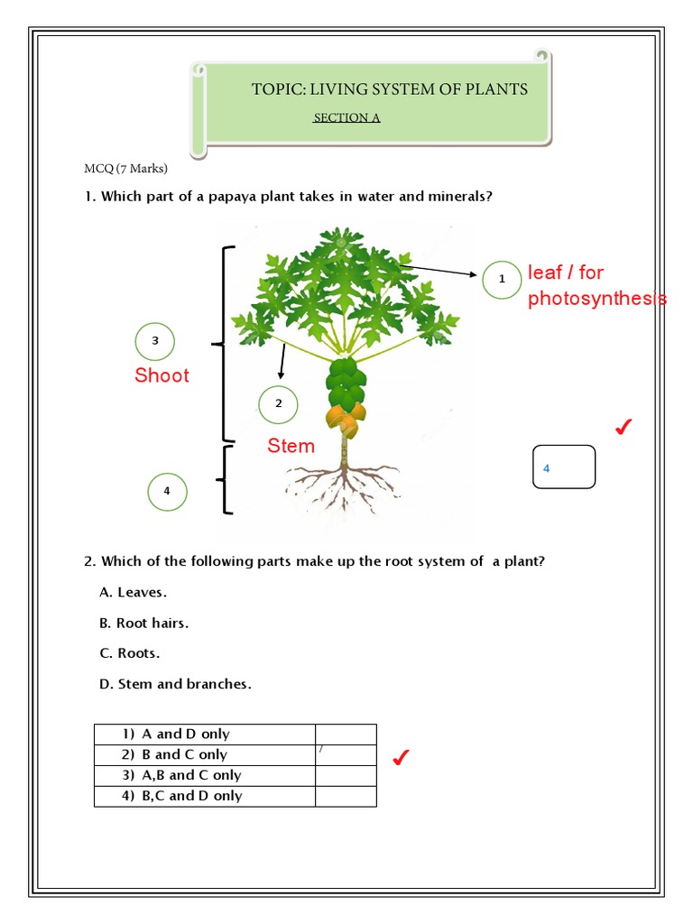 Living System of Plants Exercise | PDF | Plant Stem | Plants