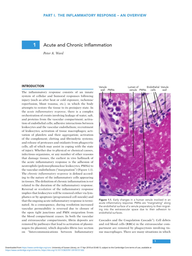 Acute and Chronic Inflammation Comprimido | PDF | Complement System | Inflammation