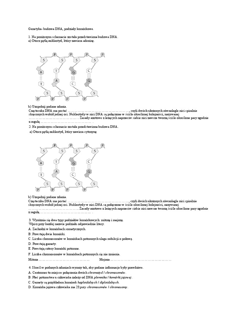 KARTKÓWKA Genetyka - Budowa DNA, Podziały Komórkowe | PDF