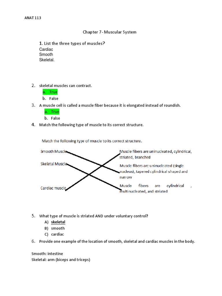 Muscular-System-Worksheet Bio | PDF | Skeletal Muscle | Muscle Contraction