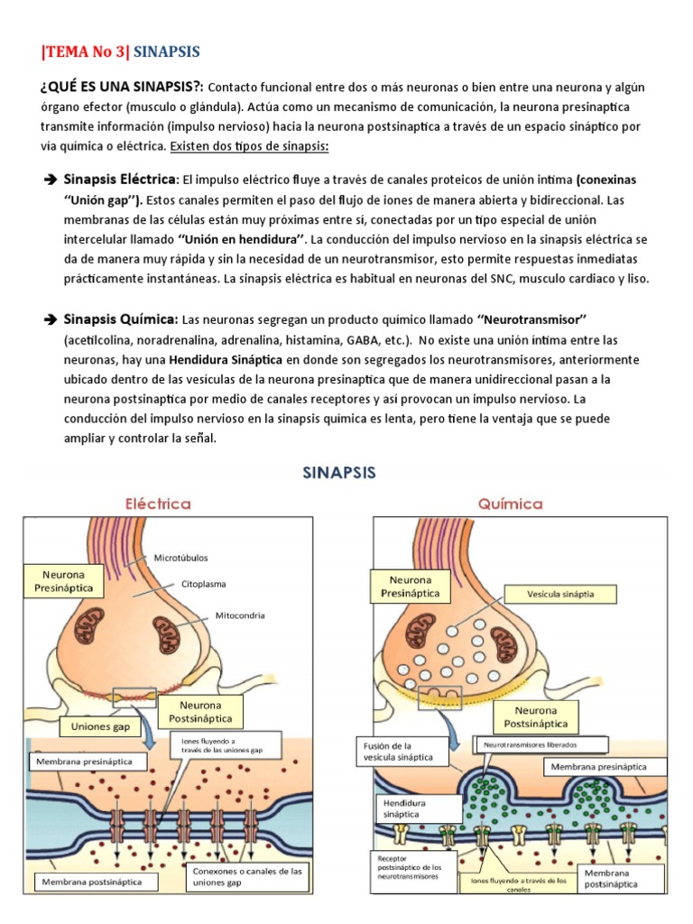 TEMA No 3 (Sinapsis) | PDF | Sinapsis | Neurotransmisor