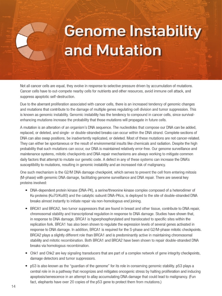 Genome Instability and Mutation | PDF | Dna Repair | Mutation