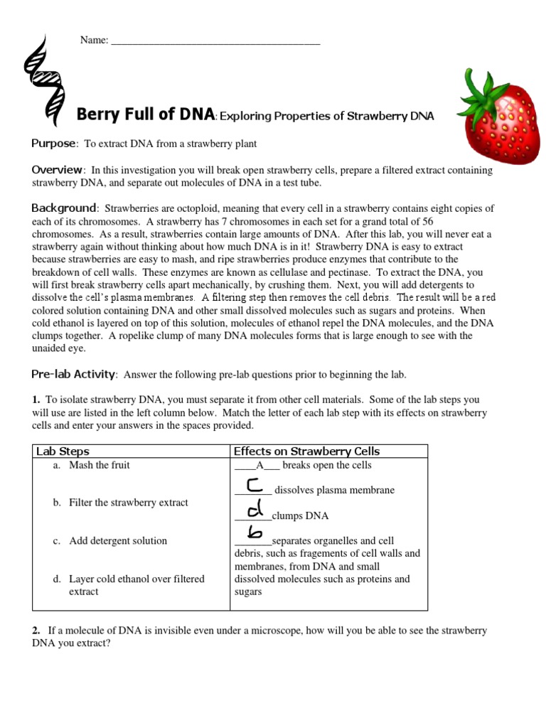 Extracting Strawberry DNA: A Lab Guide | PDF | Cell (Biology) | Dna