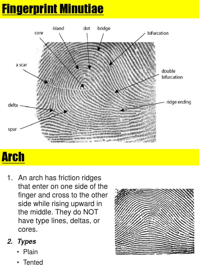 Fingerprint Minutiae | PDF | Fingerprint | Physical Sciences