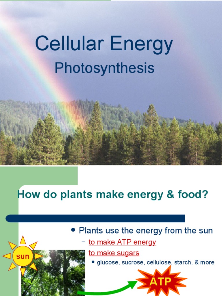 Notes Photosynthesis 2010 | PDF | Photosynthesis | Chloroplast