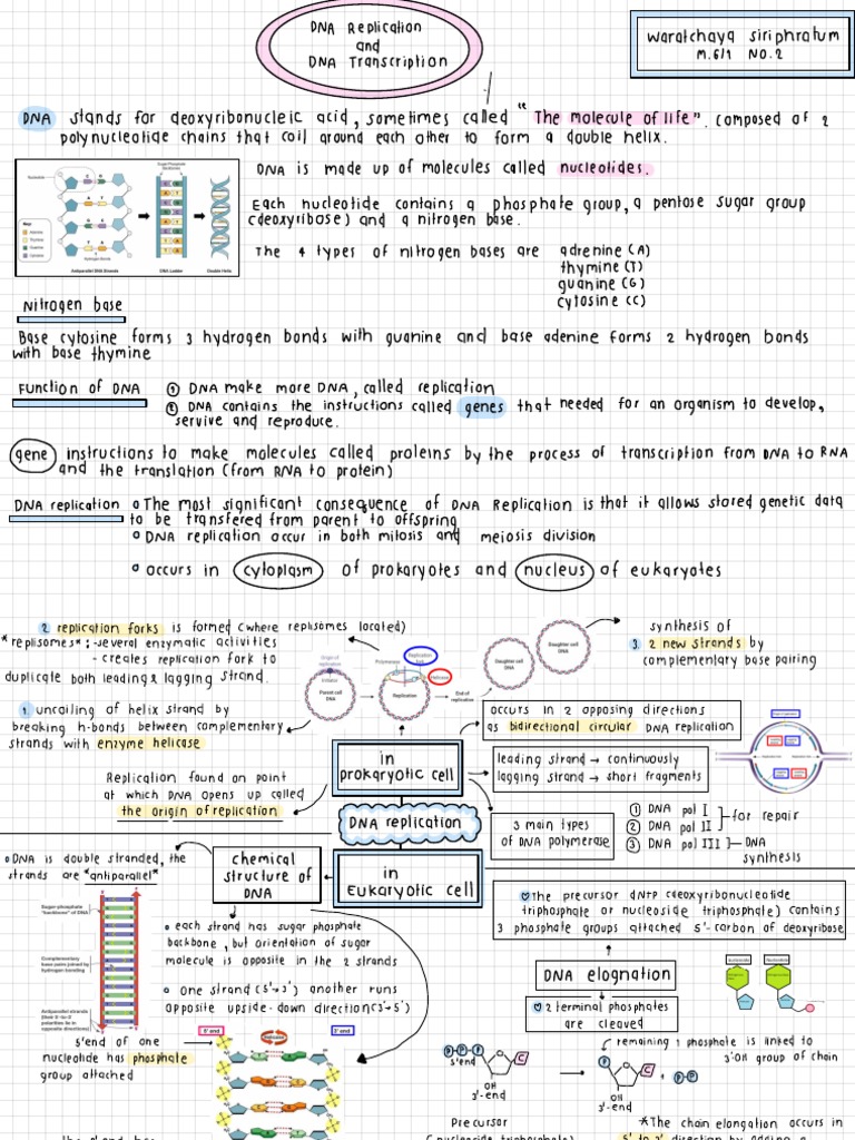 Mindmap Dna | Download Free PDF | Dna Replication | Dna