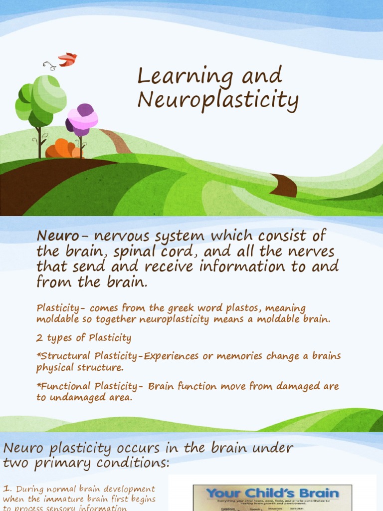 Learning and Neural Plasticity | PDF | Neuroplasticity | Brain