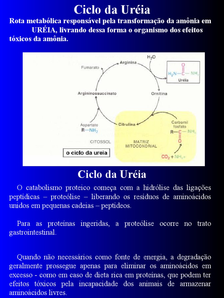 Aula 4 - Ciclo Da Ureia | PDF | Dieta e Nutrição | Química