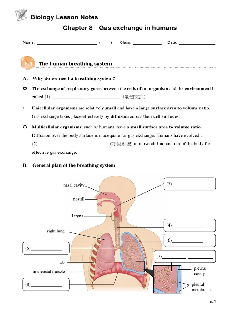 Biology Lesson Notes - Ch08 - e-KC | PDF | Breathing | Lung