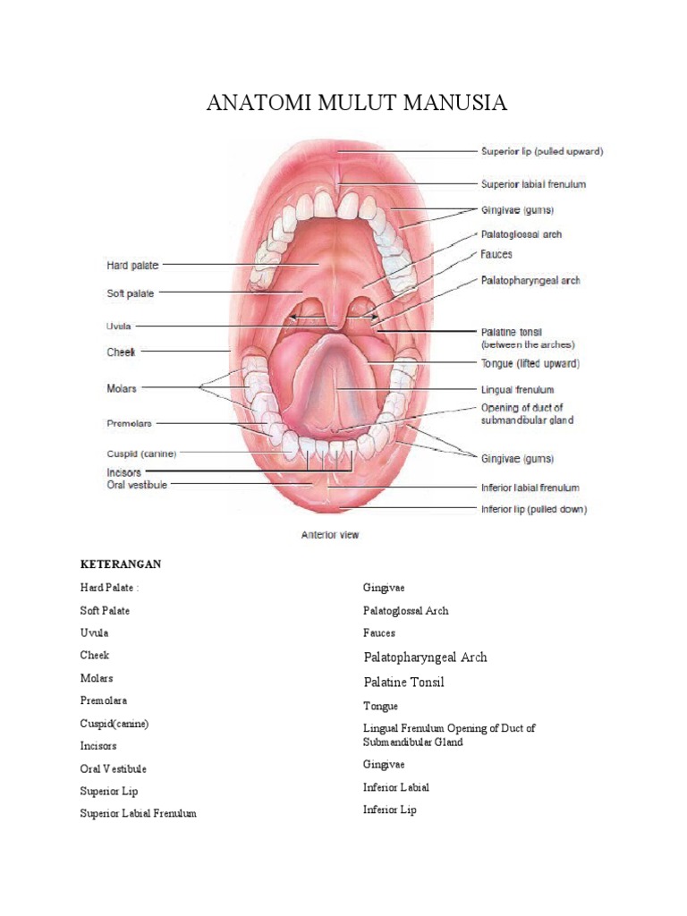 Anatomi Mulut Manusia - Hard Palate, Soft Palate, Uvula dan Struktur Mulut Lain | PDF