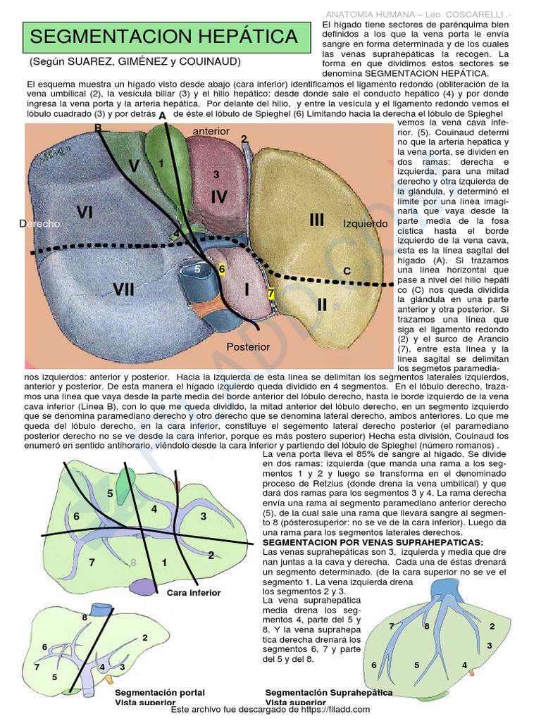 Segmentacion Hepatica | PDF | Hígado | Sistema exocrino
