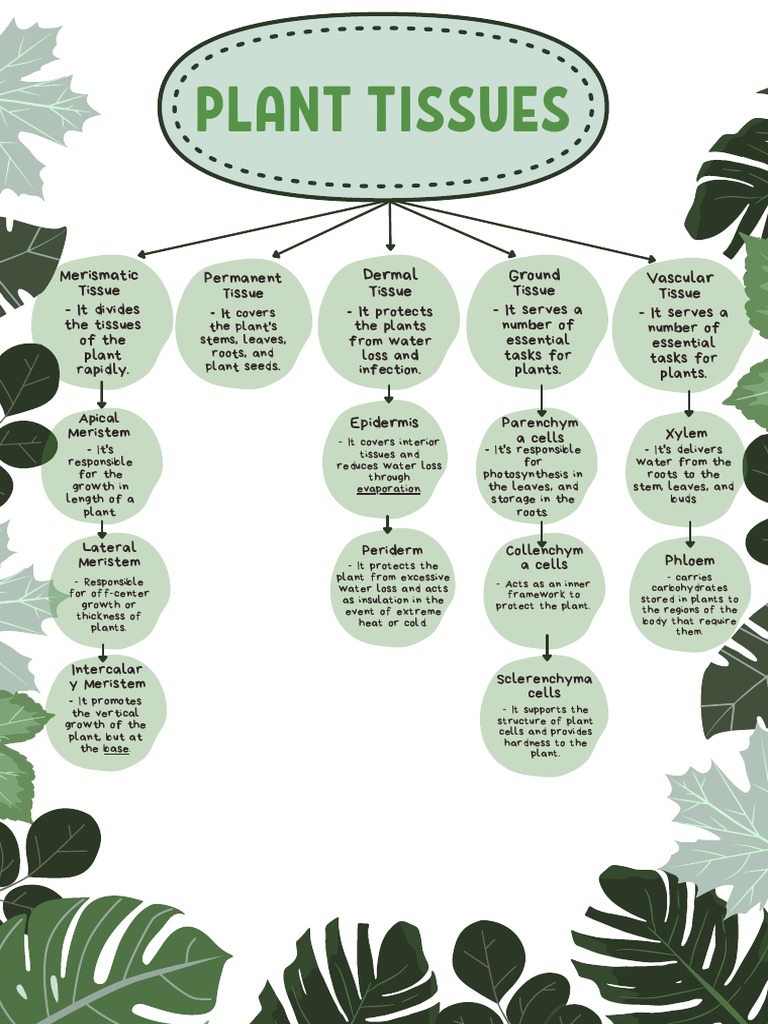 Graphic Organizer - Plant Tissues | PDF | Tissue (Biology) | Plant Stem