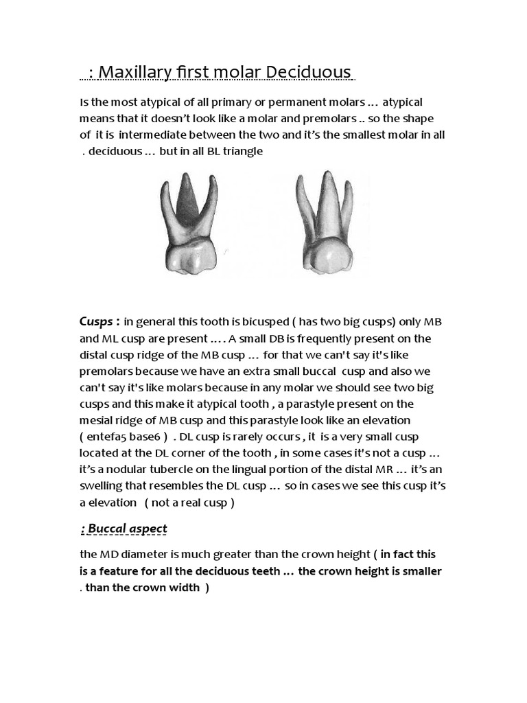 Maxillary First Molar Deciduous | PDF | Tooth | Face