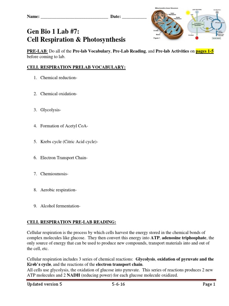 Gen Bio 1 Lab #7: Cell Respiration & Photosynthesis | PDF | Cellular ...