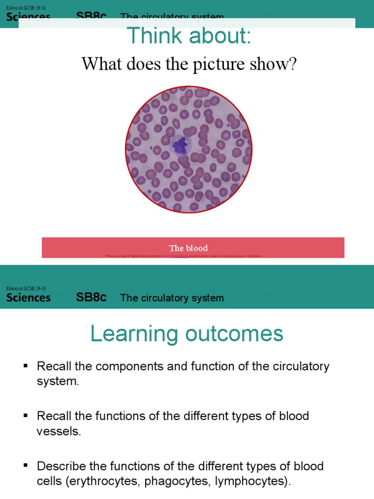 Lesson 4 - The Circulatory System | PDF | Artery | Circulatory System