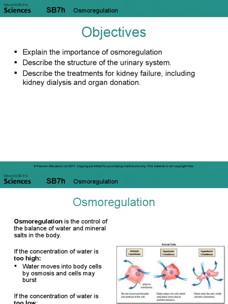 Lesson 9 - Osmoregulation | PDF | Kidney | Dialysis