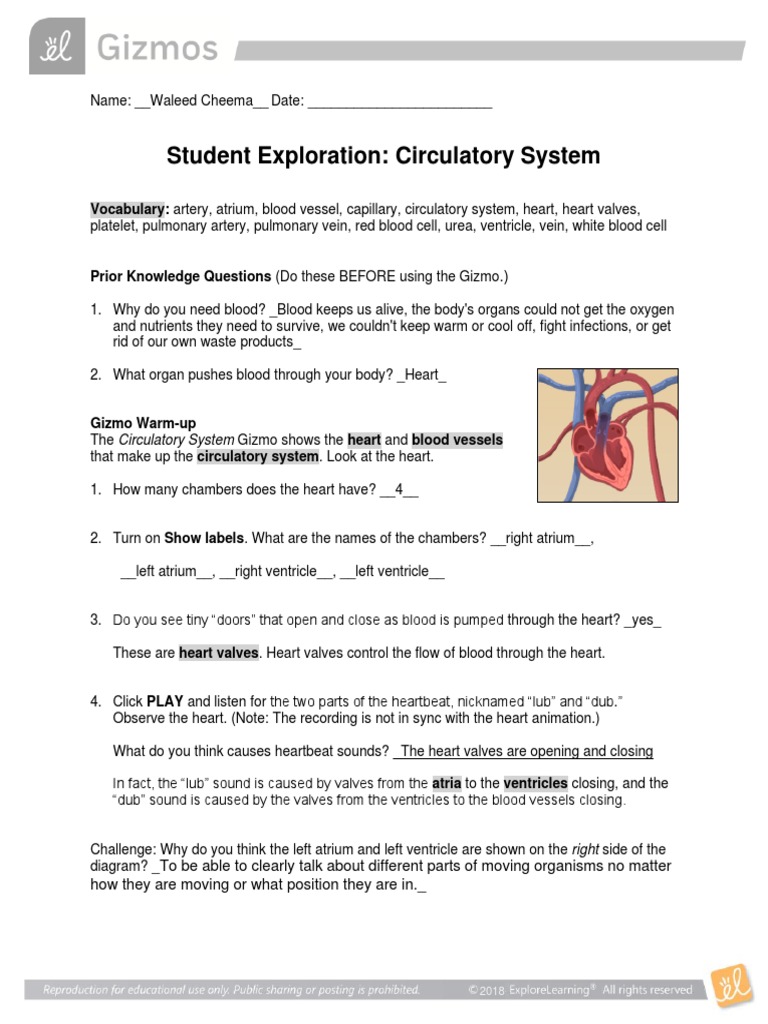 Student Exploration: Circulatory System | PDF | Heart | Blood Vessel