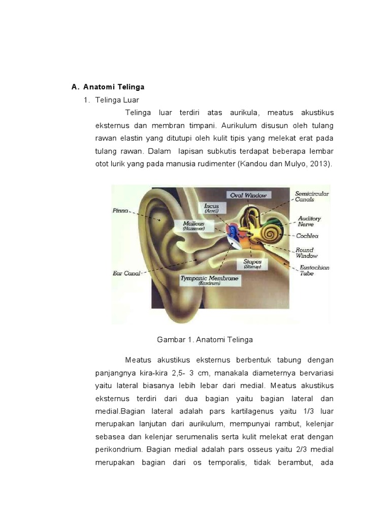 Struktur dan Fungsi Telinga Manusia | PDF