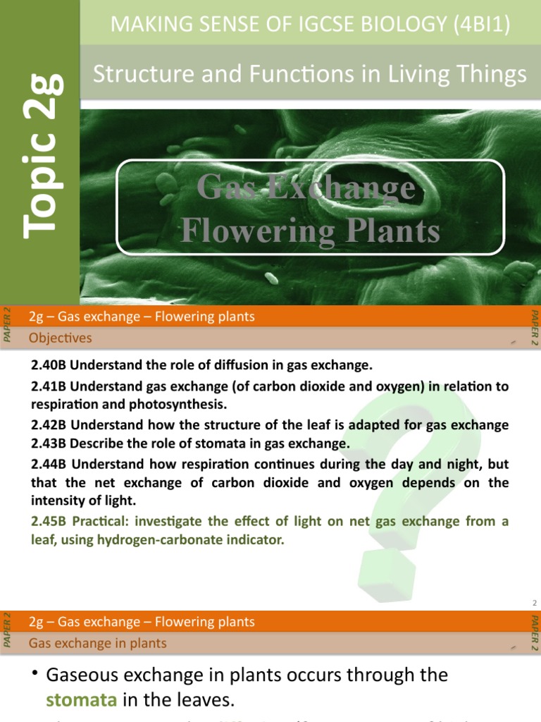 Unit 2 - 2g Gas Exchange in Plants and Gas Exchange in Humans | PDF ...