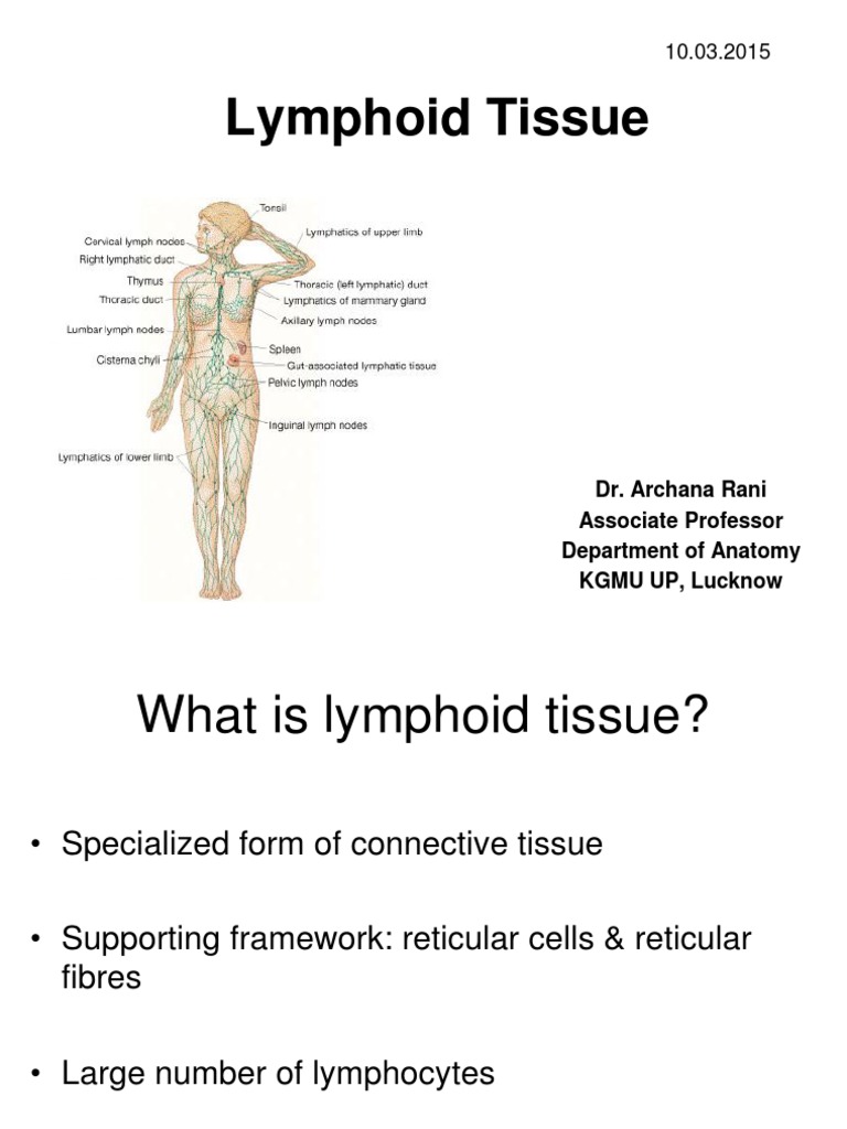 Lymphoid Tissue: Dr. Archana Rani Associate Professor Department of ...