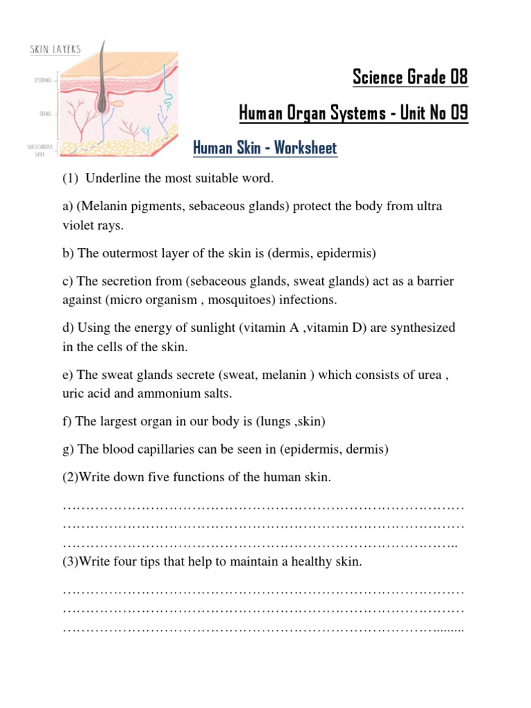 Human Skin - Worksheet - Grade 08 Science - Human Organ Systems - Unit ...