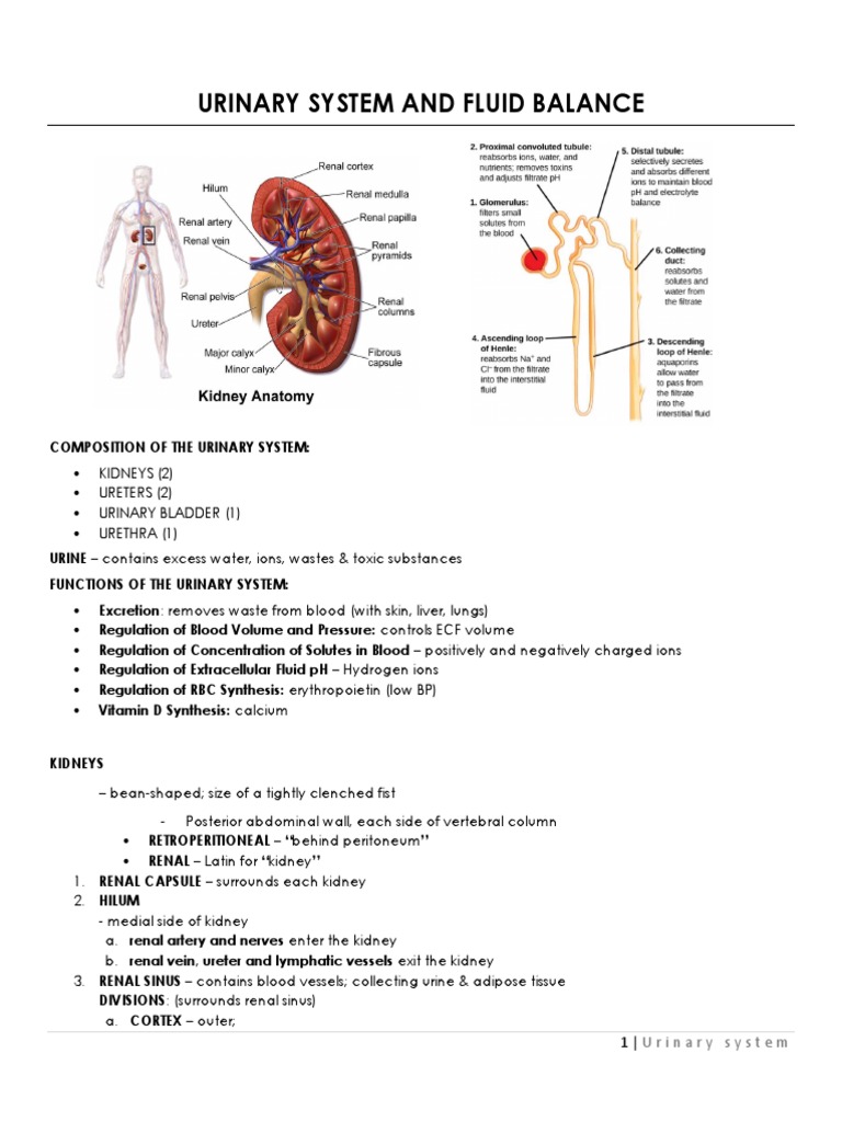 Urinary System | PDF | Kidney | Urinary System
