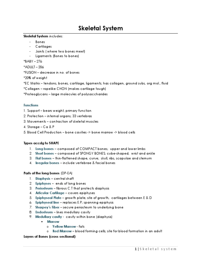 Skeletal | PDF | Vertebra | Vertebral Column