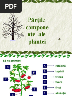 Partile Plantei Si Rolul Lor | PDF