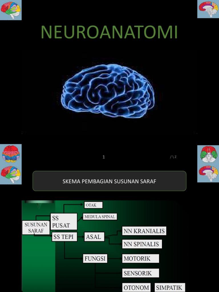 NEUROANATOMI | PDF