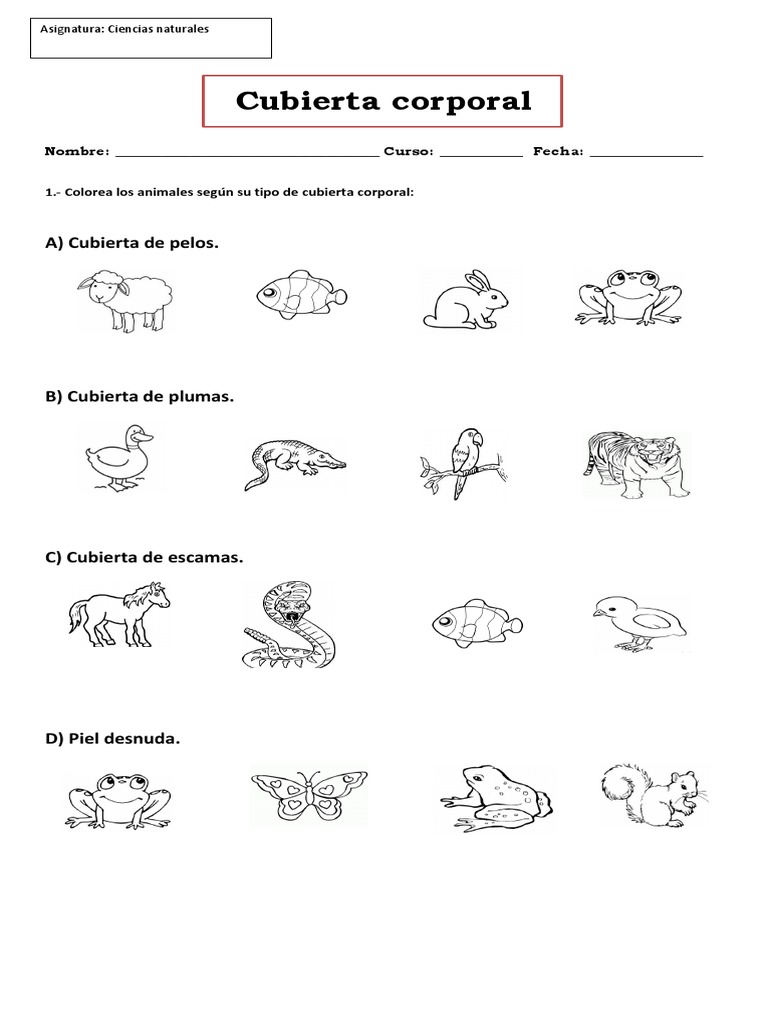 Actividades sobre la cubierta corporal animal | PDF