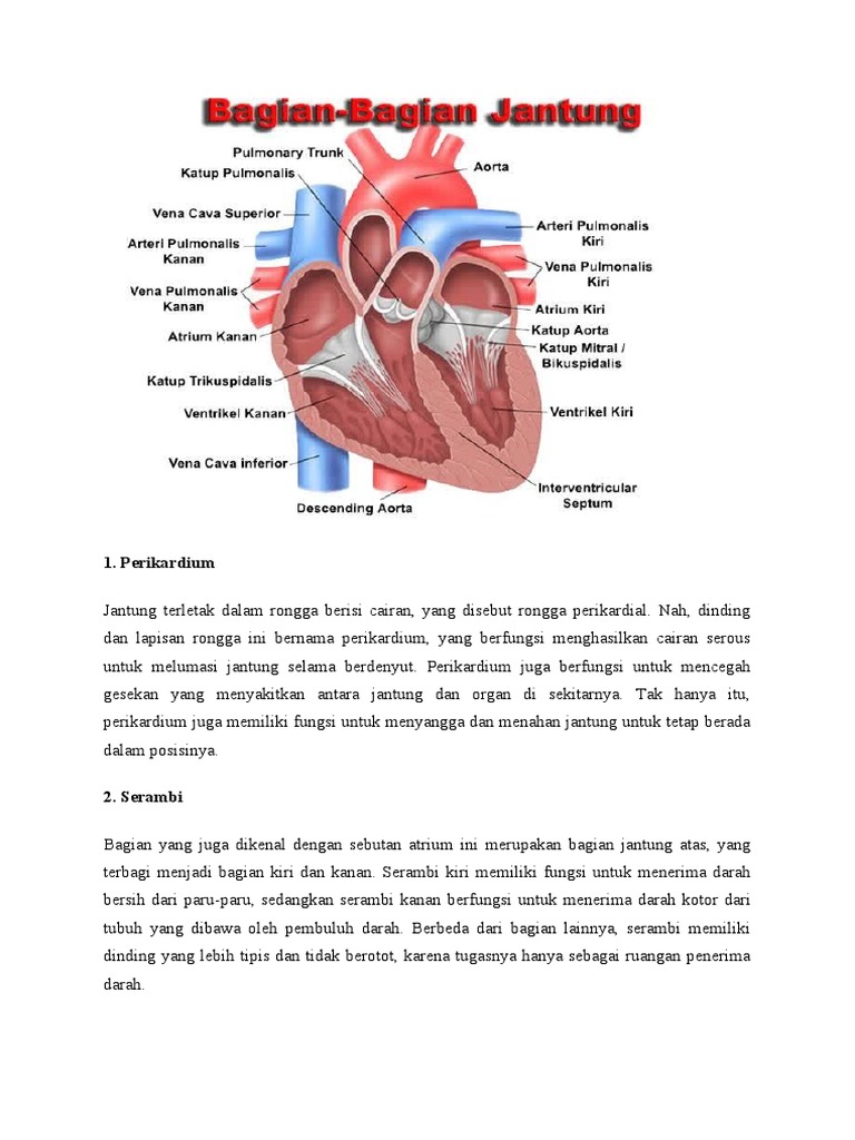 Bagian Bagian Jantung Dan Fungsinya | PDF Bagian Bagian Jantung Dan Fungsinya | PDF
