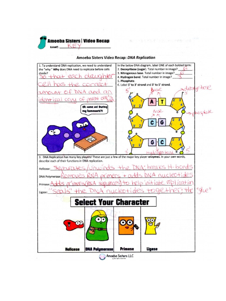 Hdn1pT-Amoeba Sisters DNA Replication Video Key | PDF