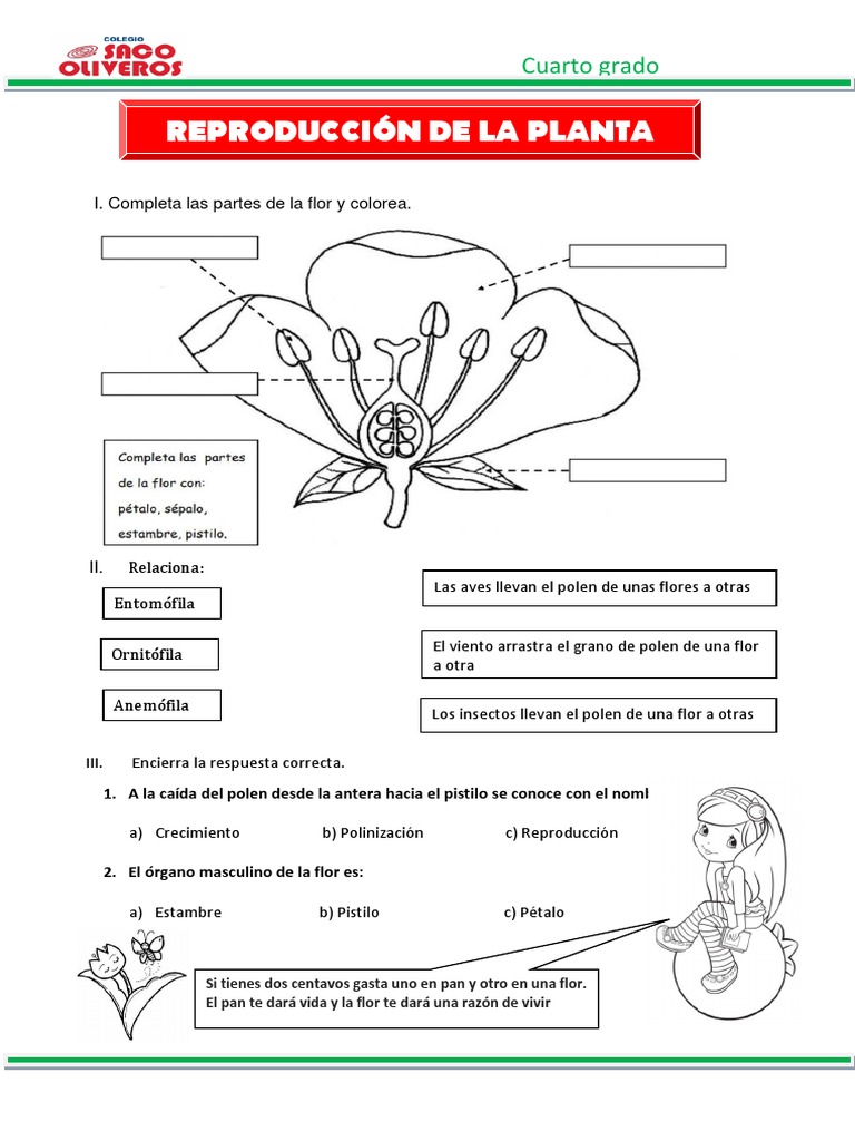 Ficha - Reprroduccion de La Planta | PDF