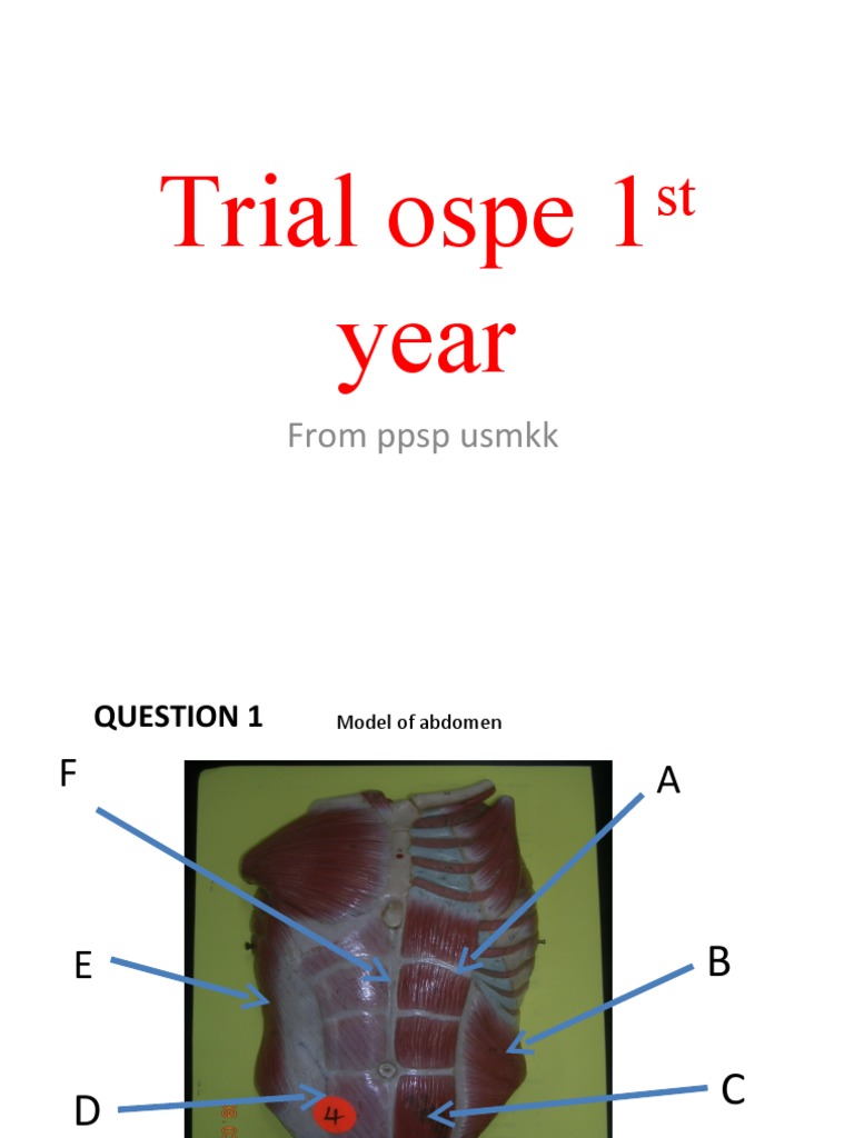 Trial Ospe ... | PDF | Atrium (Heart) | Thymus