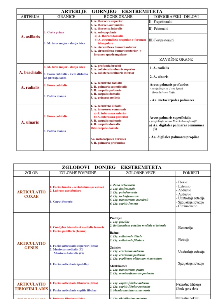 Arterije I Zglobovi | PDF